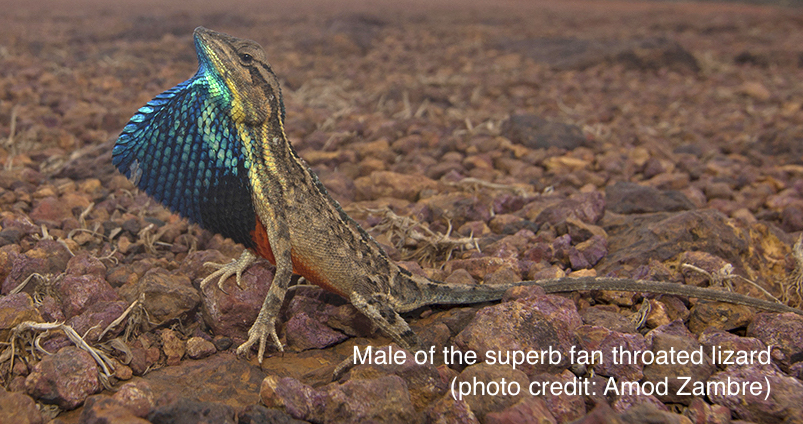 CES research team of Maria Thaker and Amod Zambre reveal functions of colourful throat displays ...